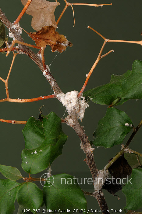 Nature in Stock