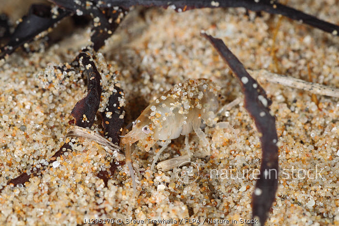 Sandhopper Animal Blenny – Sandhopper Live Gem Factory Ltd.