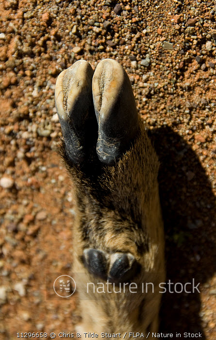 Klipspringer Hooves
