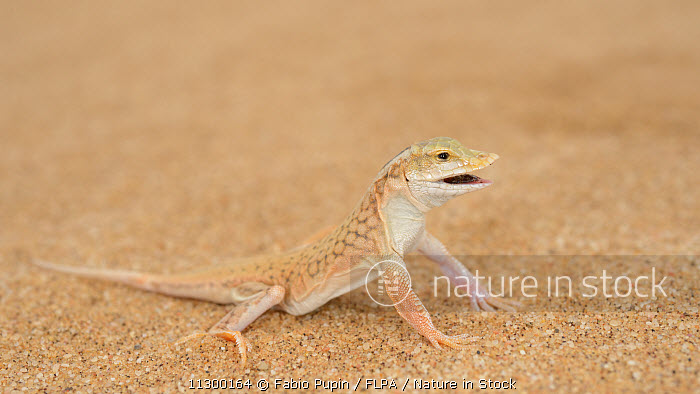 Namib Desert Animals Reptiles Plants And Animals The Namib Desert