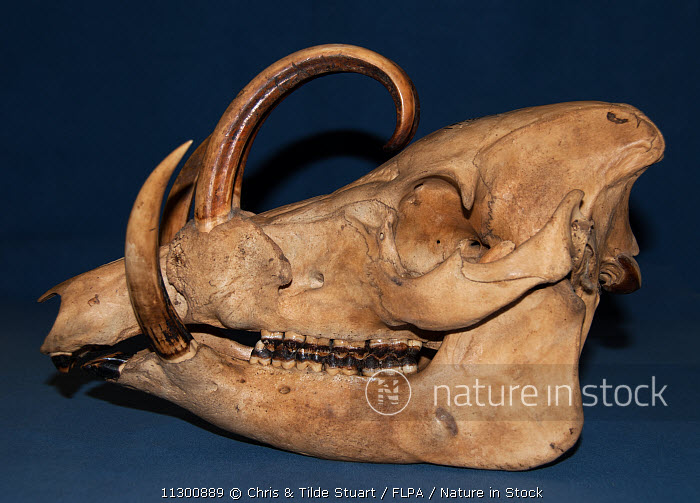 Babirusa Skull