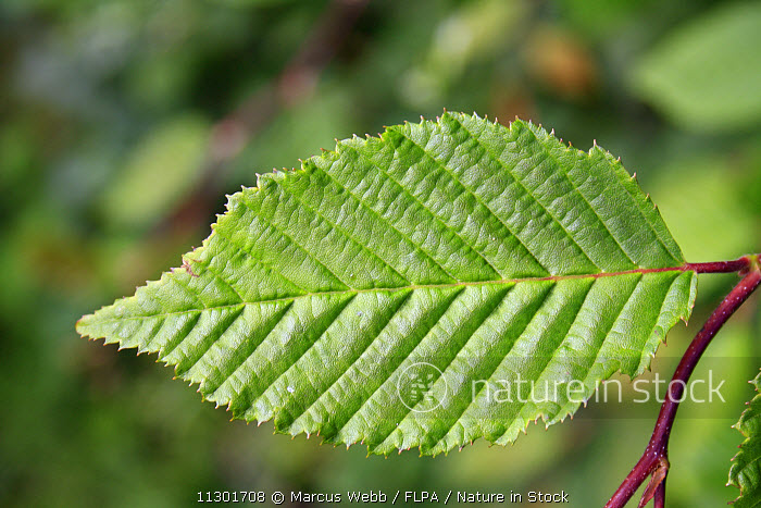 Carpinus Betulus Leaf