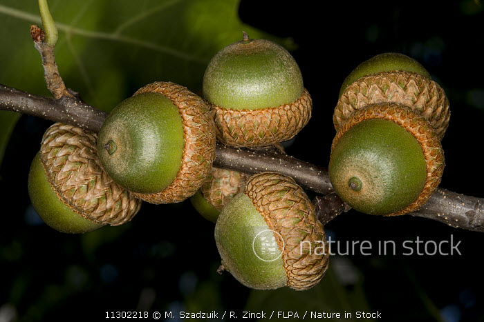 Quercus Palustris Acorn