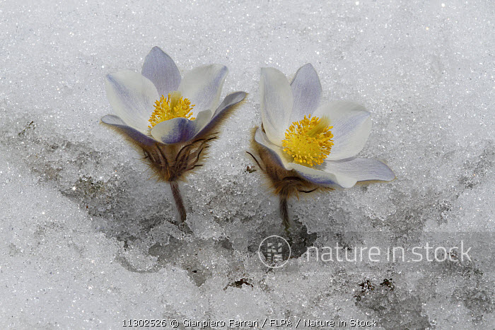 Pasque Flower In Snow