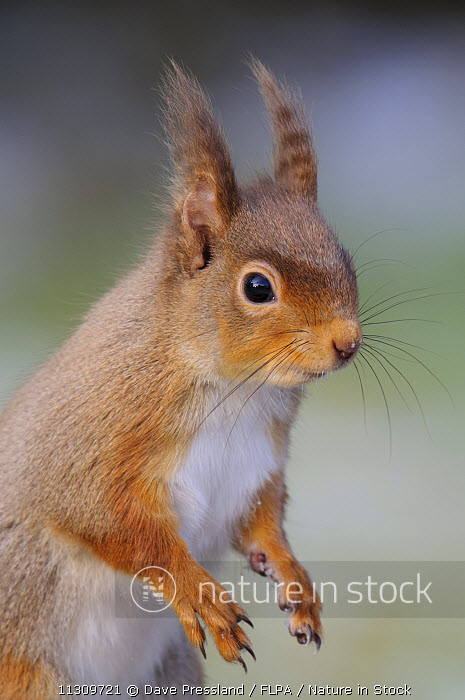 Long Eared Squirrel