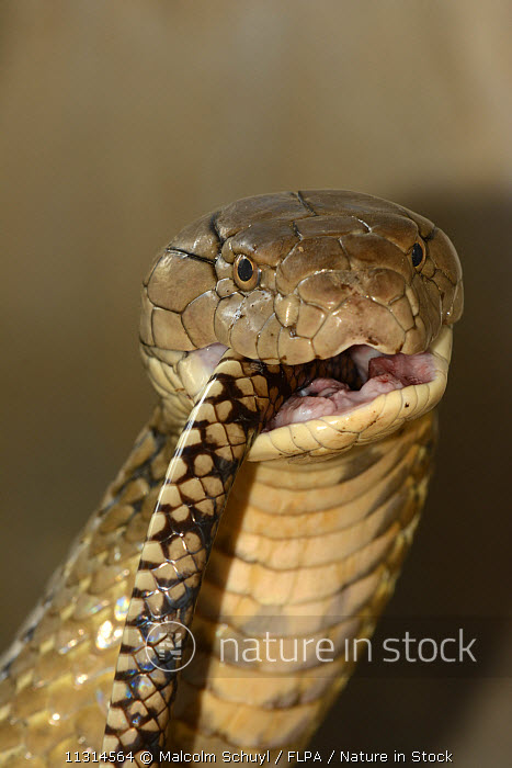 King Cobra Eating Prey