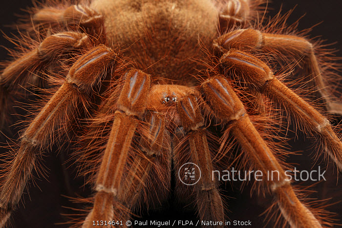 Goliath Pinkfoot Tarantula