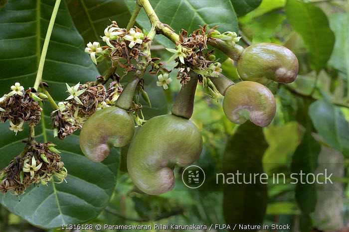 Cashew Nut Flower Cashew(Anacardium Occidentale) Is A Tropical Tree