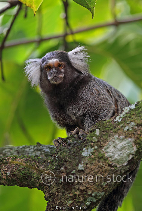 Common Marmoset Rio
