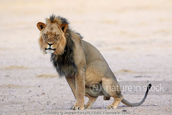 Southeast African Lion