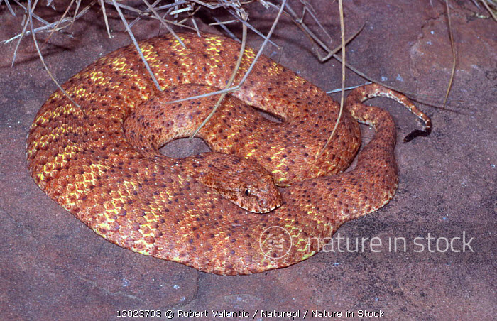 Desert Deathadder Location