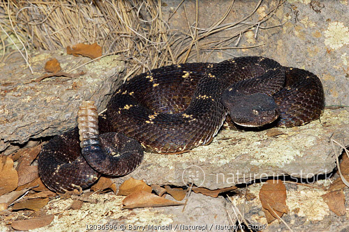Crotalus Cerberus