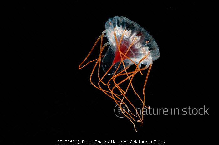 Deep Sea Jellyfish Periphylla