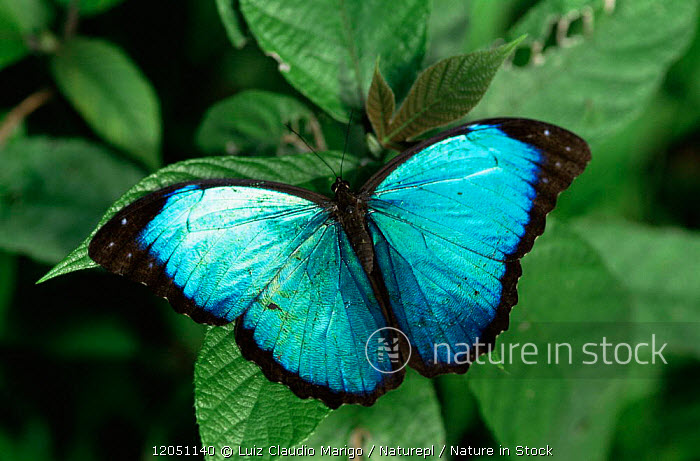 Mint Morpho Butterfly