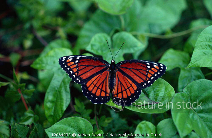 Kentucky State Insect Invasive Insects And Look A Likes In Kentucky