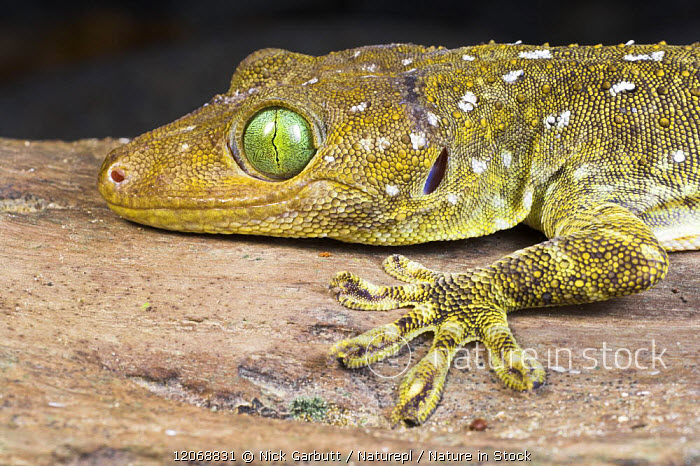 Green Eyed Gecko
