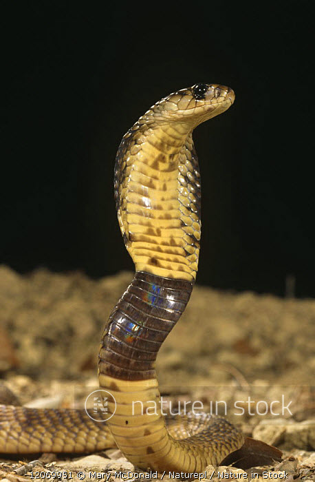 Banded Egyptian Cobra