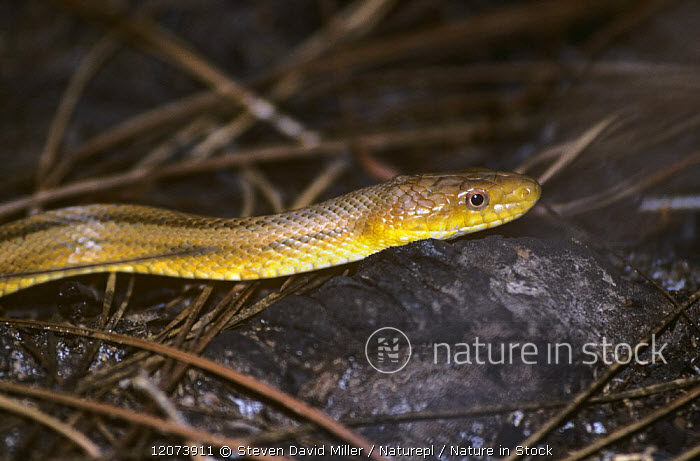 Yellow Rat Snake Trees A Cute Little Yellow Rat Snake That Showed Up