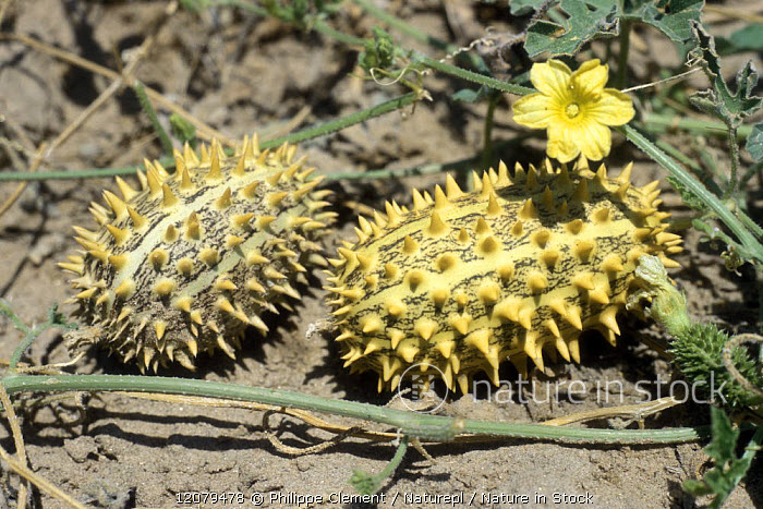 Kalahari Desert Plants