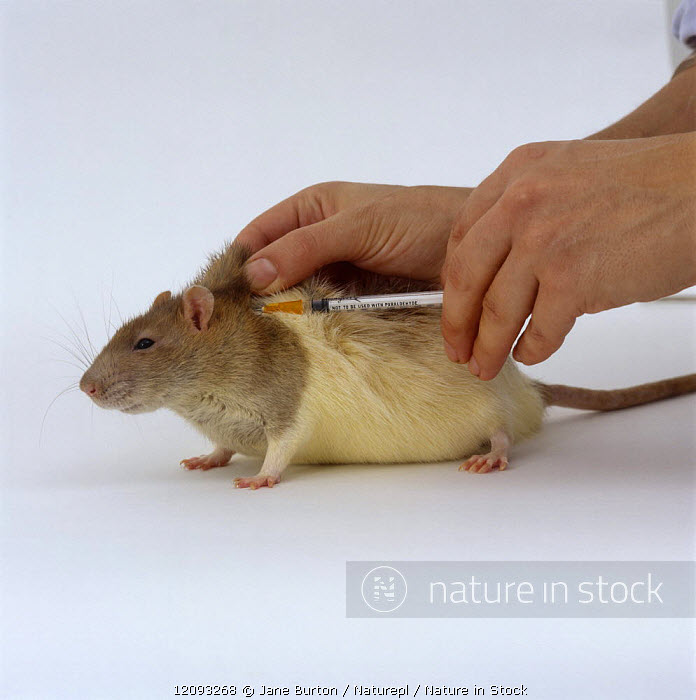 Agouti Rat Agouti Hooded Rat Photo WP10637