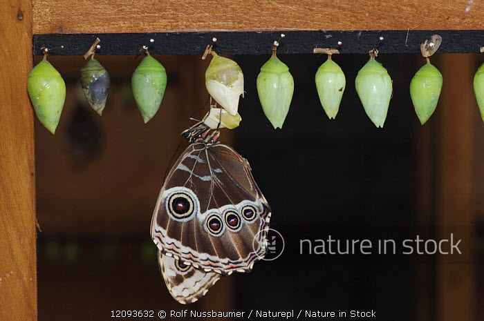 Blue Morpho Butterfly Pupa