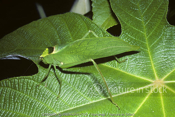 Green Leaf Crickets