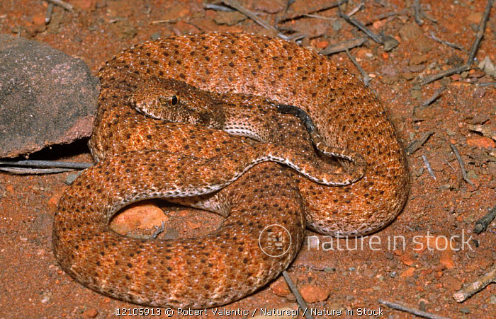 Desert Deathadder Location