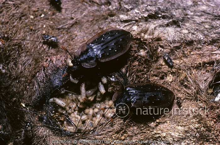 Maggots In Eye Socket