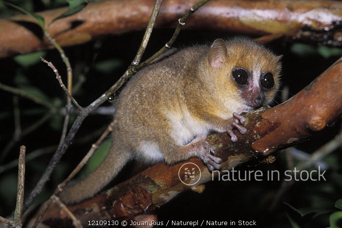 Pygmy Mouse Lemur