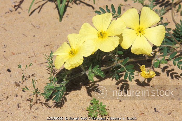 Kalahari Desert Flowers