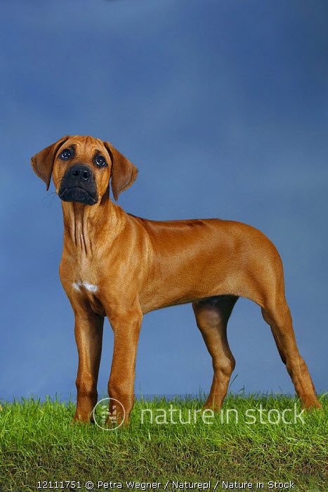 Rhodesian Ridgeback 3 Monate