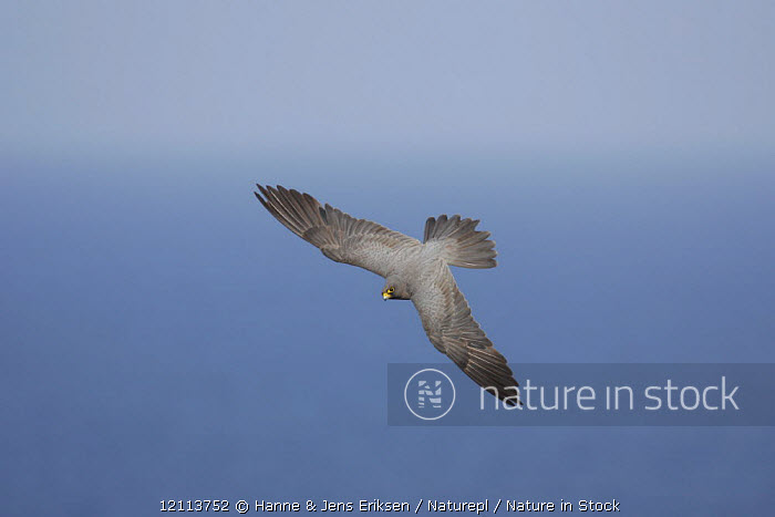 Nature in Stock