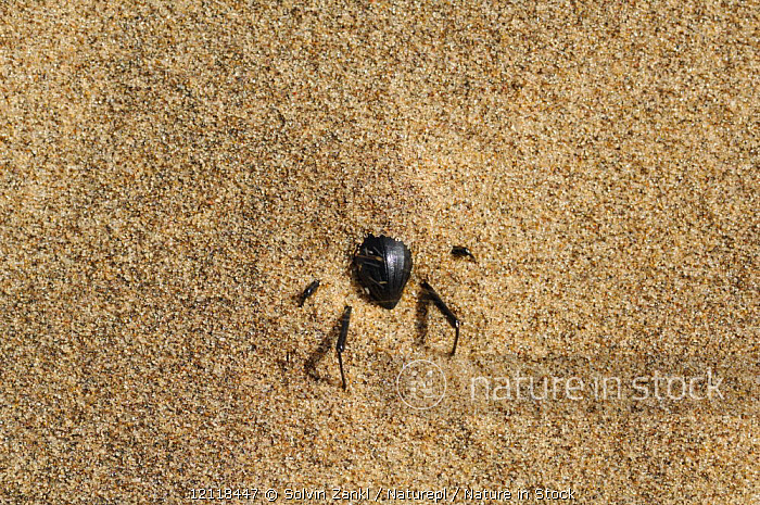 Namib Desert Insects The Majesties Of The Desert. Oryx Antelopes And
