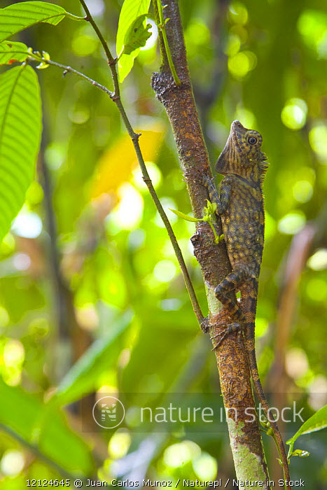 Crested Dragon Lizard