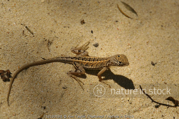 Three Eyed Lizard