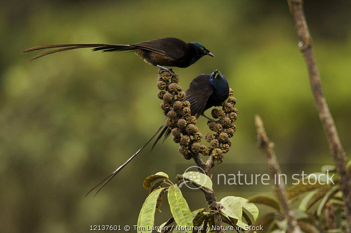 Ribbon Tailed Bird Of Paradise
