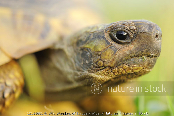 Ibera Greek Tortoise Europe Turkey Greek Tortoise Testudo Graeca Ibera