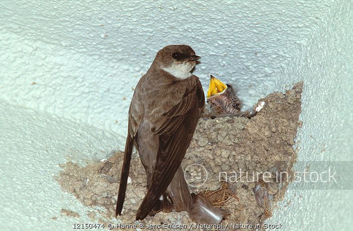 Nature in Stock