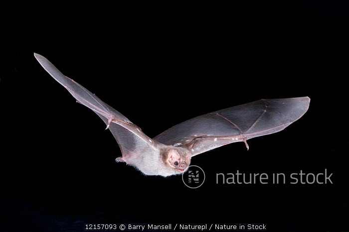 Vampire Bat Flying Vampire Bat Blood Drinking Dracula Mammal