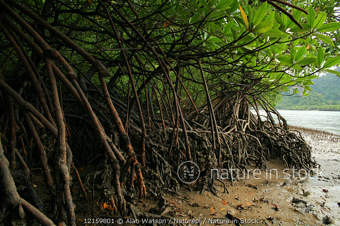 Stilt Roots Stilt Root System Royalty Free Images, Stock Photos