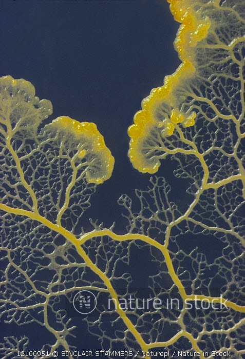 Physarum Parts [Houdini Tutorial] #0052 Constrained Physarum