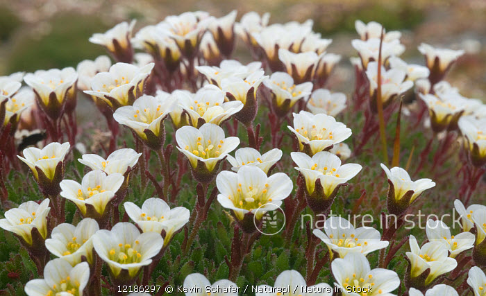 Tundra Tufted Saxifrage E Flora BC: Electronic Atlas Of The Flora Of