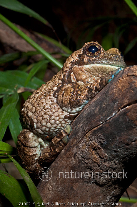 Central American Frogs