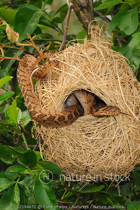 African Weaver Bird Nest