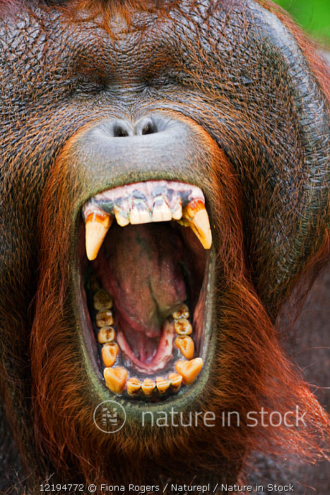 Orangutan Teeth