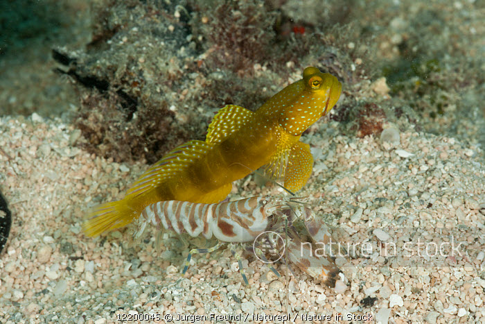 Yellow Goby And Pistol Shrimp