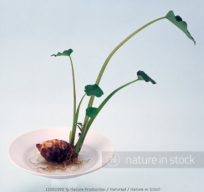 Taro Plant Seed