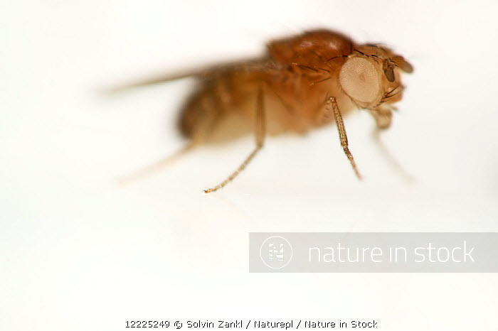 Nature in Stock