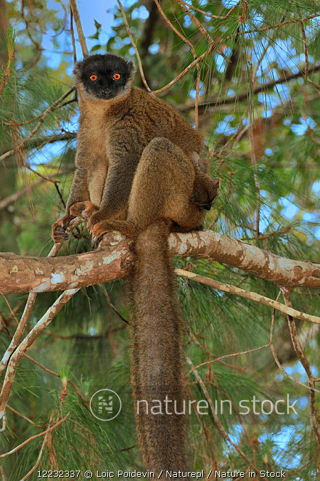 Red Fronted Brown Lemur