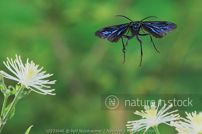 Blue Mud Dauber